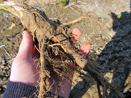 English Angelica Harvest - Beacon Commodities