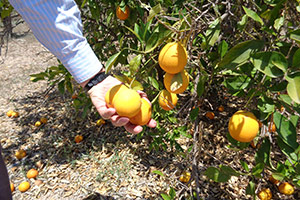 Beacon Commodities | Wholesale Suppliers