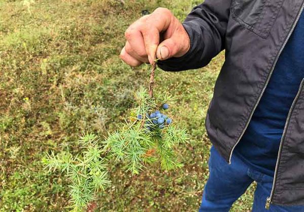 Juniper in Macedonia - Beacon Commodities