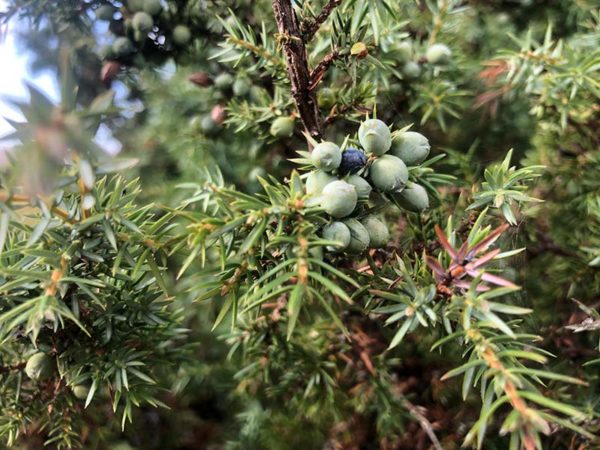 UK Juniper 2020 - Beacon Commodities
