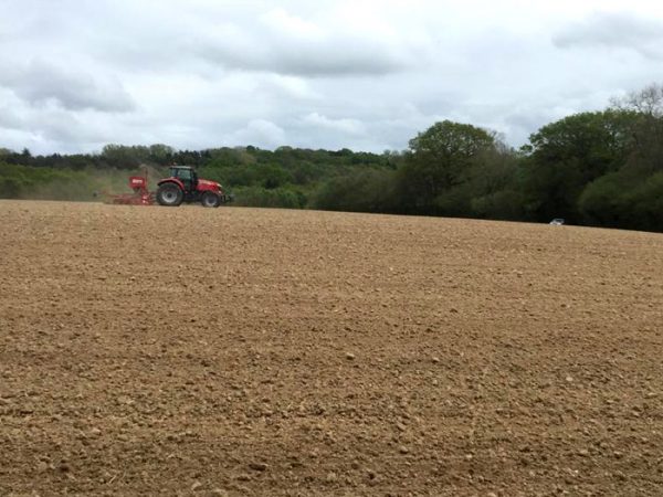 Planting new Coriander crop - Beacon Commodities